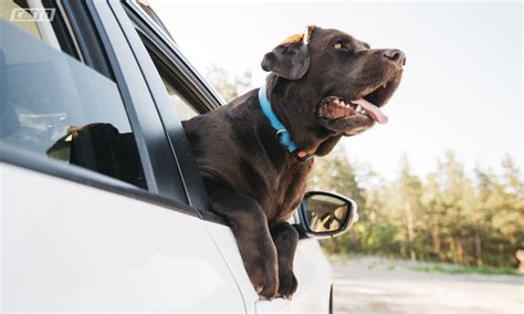 Como Transportar Animais No Carro Com Segurança Revista Carro