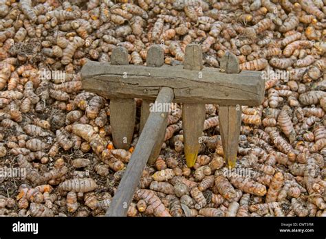 Turmeric Curcuma Longa Being Processed For Drying And Powdering Wai Satara Maharashtra