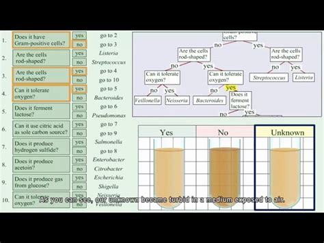 Microbiology Flow Chart For Unknown