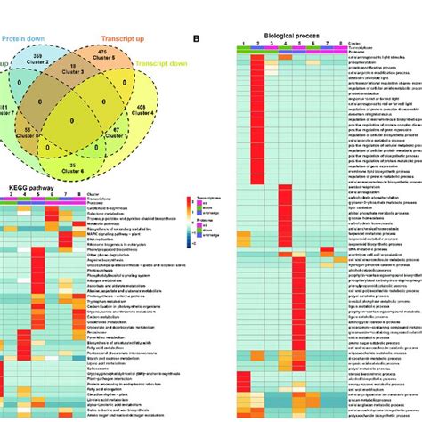 Correlation Analysis Between Degs And Deps A Venn Diagram Showing Download Scientific