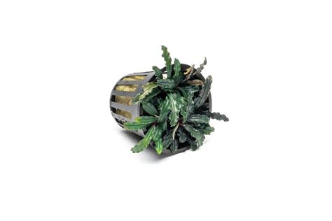 Bucephalandra Catherinae Red Aquarium Plant — Buce Plant