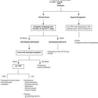 Primary Amenorrhea Algorithm