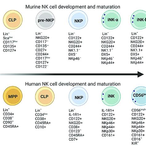 Schematic Representation Of The Cellular Intermediates In Both Murine