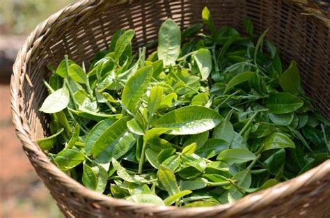 普洱生茶为什么会有苦涩感？苦涩越重茶越好？ 知乎