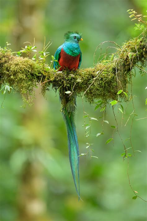 World Most Beautiful Birds Photos With Names