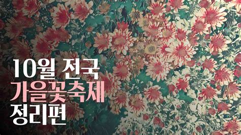 10월 가을꽃 축제 어디까지 알고 계세요 전국 국화축제 총 정리편 Youtube