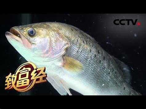 Cctv Youtube