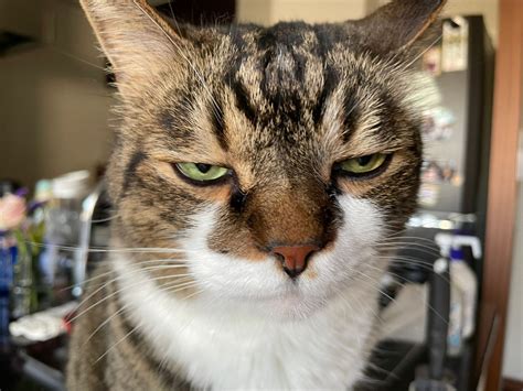 猛暑で猫も絶妙に不機嫌な表情が話題 チベットスナギツネみたい不満そうなお顔もかわいいまいどなニュース