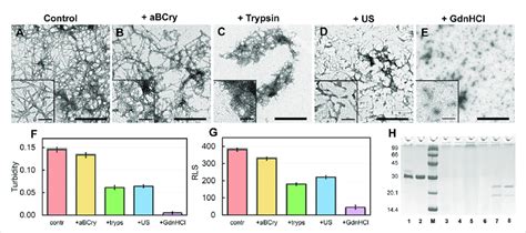 Morphology And Sizes Of Aggregates Formed After Degradation Of Sfgfp