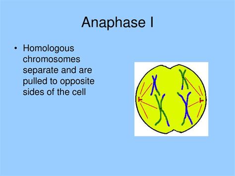 Phases Of Meiosis Chapter Ppt Download
