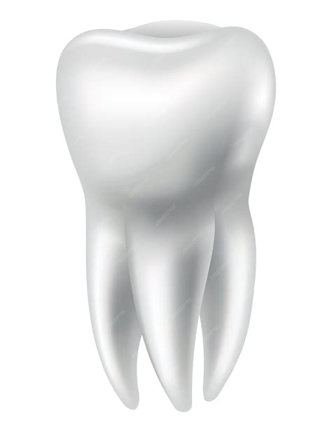 Premium Vector Tooth Anatomy Medical Banner Or Poster Illustration