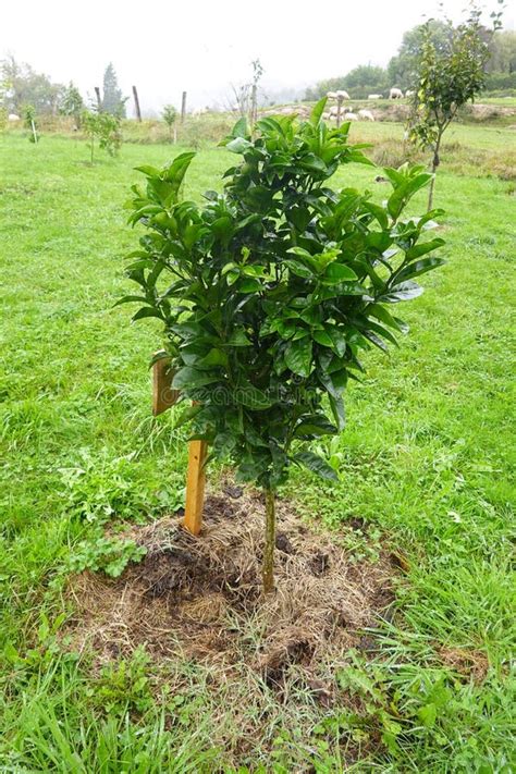 Young Orange Tree Growing In Green Meadow Stock Image Image Of Meadow Outdoors 347233037