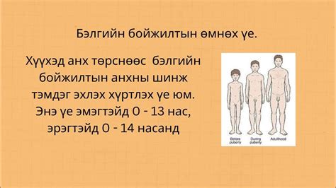 Нөхөн үржихүйн эрхтний физиологи 1 Youtube