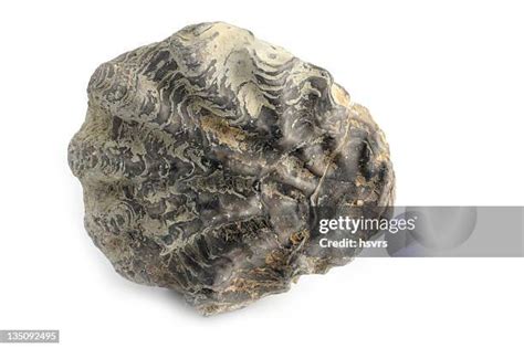 Shell Stones Photos And Premium High Res Pictures Getty Images