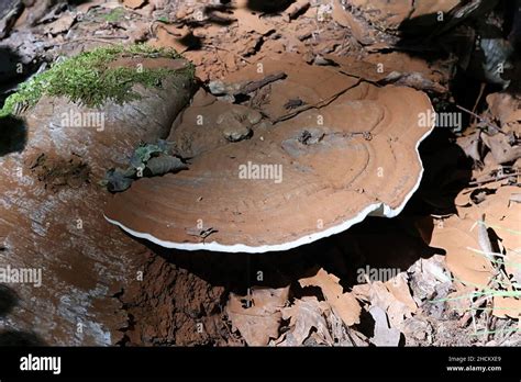 Ganoderma Lipsiense Also Called Ganoderma Applanatum Known As Artist