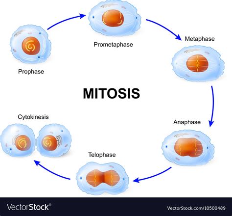 Mitosis Royalty Free Vector Image Vectorstock