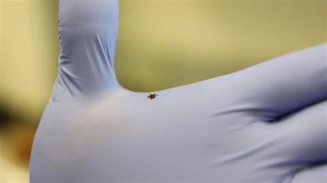 Potential Target For Treating And Diagnosing Lyme Disease Discovered