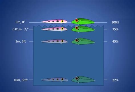 Jak Widzą Ryby Pod Wodą Jak Widzi Ryba W Nocy I Jakie Widzi Kolory