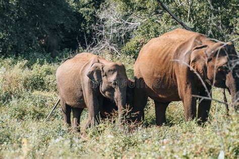 Wild Sri Lankan Elephant During Safari Game Drive In Udawalawa National