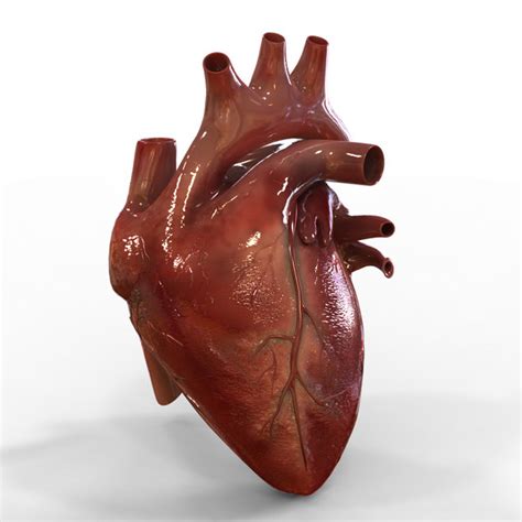 Heart 3D Models And Textures TurboSquid