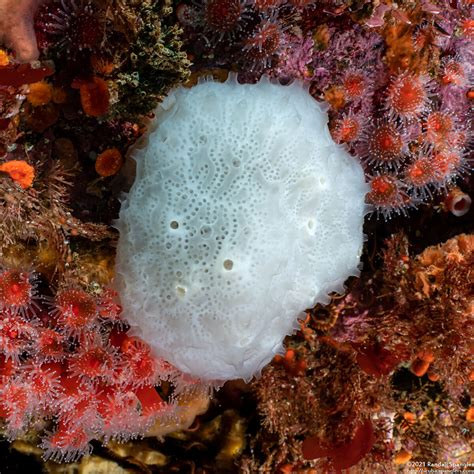Sea Pork Aplidium Californicum Spanglers Scuba