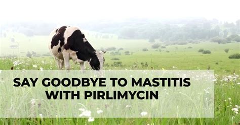 Premium Ai Image Pirlimycin Antibiotics