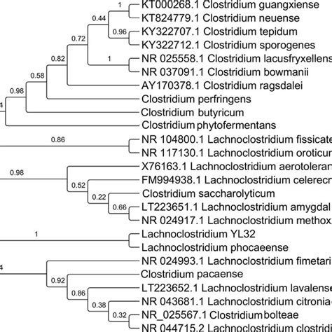 Phylogenetic Tree Analysis Based On 16s Ribosomal Rna Rrna Gene