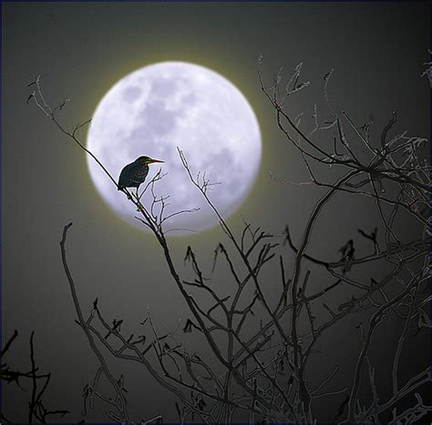 Midnight Definition And Meaning With Pictures Picture Dictionary