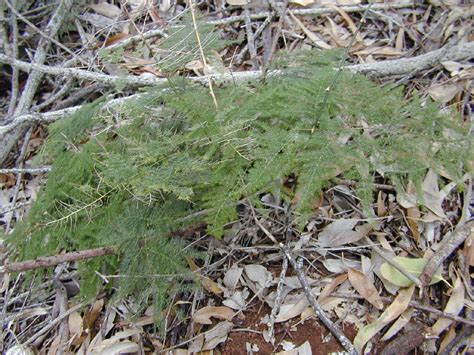 Asparagus Setaceus Growth Rate At Paul Maxwell Blog