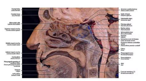 Ophthalmological Evalution In Sellar Suprasellar Tumours Ppt