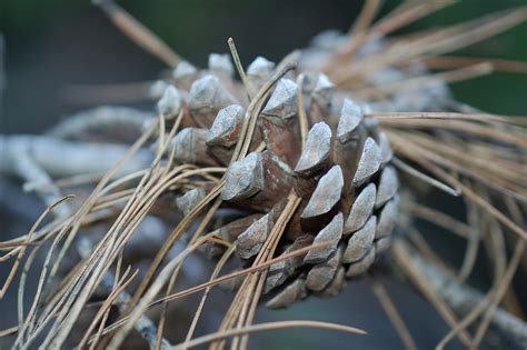 Pine Cone Tree Free Photo On Pixabay Pixabay