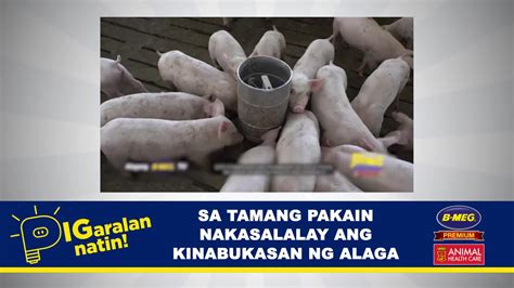 Pagdating Sa Mga Alagang Biik Ang Madalas Na Tanong Ng Marami Sa Inyo