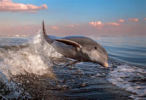 Dolphins Everything You Need To Know Earth