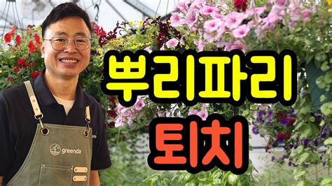 뿌리파리를 퇴치하는 3가지 방법을 알려드려요 Youtube