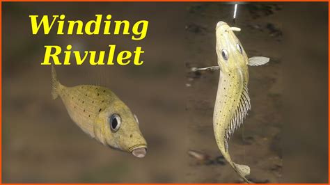 Donets Ruffe Russian Fishing 4 Winding Rivulet Rf4 Spot 223 Youtube