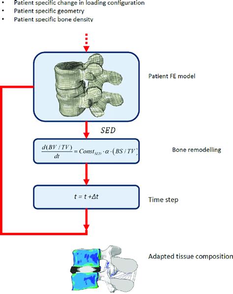 Patient Specific Bone Adaptation Implementation From Ct Scan Of A