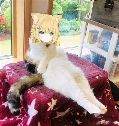 快给我变！为什么总有人希望猫变成美少女？猫娘