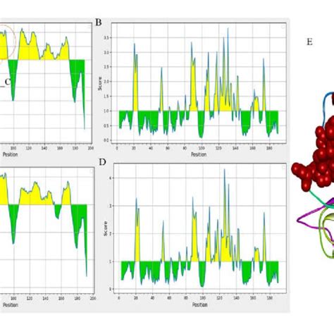 Prediction Of B Cell Linear Epitopes And Accessibility Analysis Of