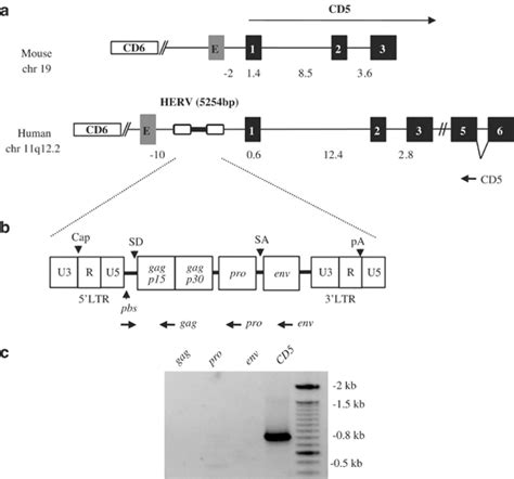 Organization Of The Herv E Inserted Into The Human Cd5 Gene A
