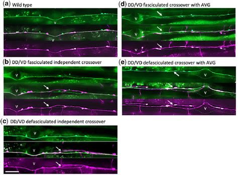 Dd Vd Crossover Defects Correlated With Avg Crossovers Avg Green And Download Scientific