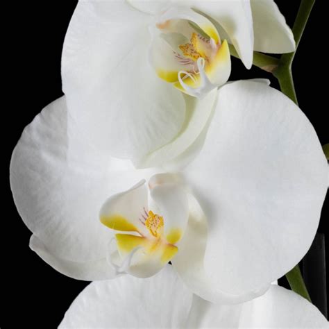 Орхидея Фаленопсис купить в Москве