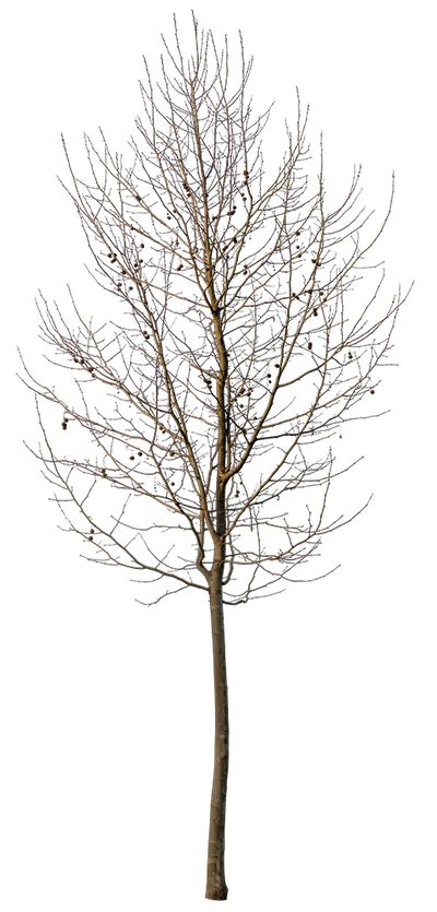 Platanus Occidentalis Winter Cutout Trees