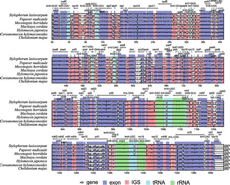 sequence similarity plot among the eight papaveroideae chloroplast