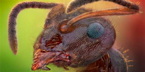 Earths Ant Population Is A Lot Bigger Than You Might Think Fortune