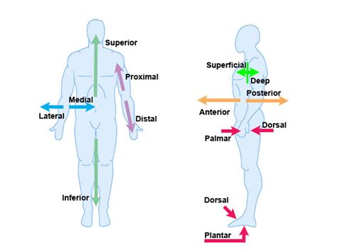 Anatomical Terminology