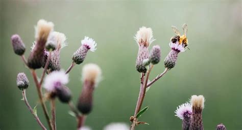 Extinctions Trigger Co Extinctions And Further Loss Of Biodiversity