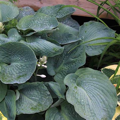 Bohyška Elegans Stromo Cz