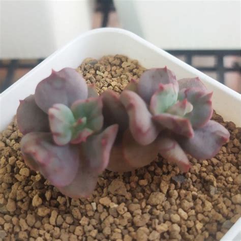 多肉植物 一物一拍 暗黑力量 雙頭 2吋盆 穩根 家具及居家用品 居家裝飾 人工植物盆栽在旋轉拍賣