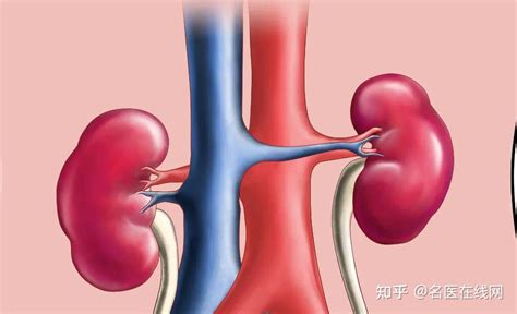 肾积水的危害超出想象这四个后果千万要小心 知乎