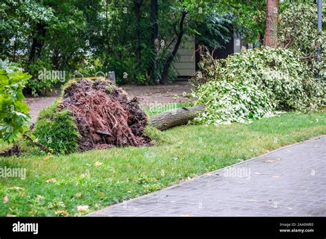 Storm Damage Fallen Tree After A Storm Tornado Storm Damage Causes A Large Mature Tree To Be